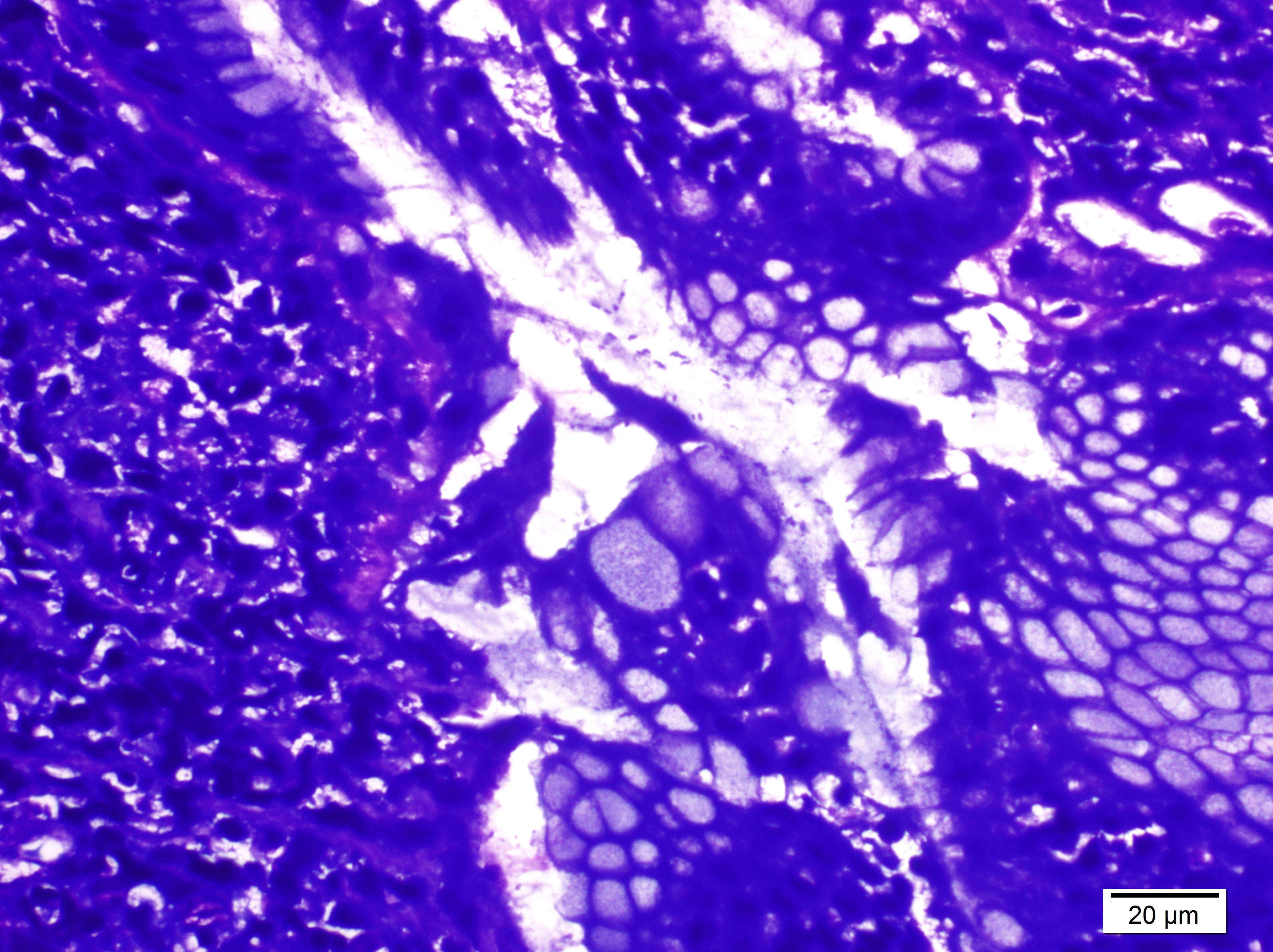 Detection Hp Object Detection Dataset By Medeniyet Universty