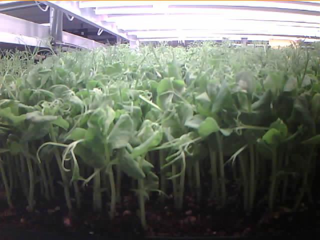 Plant Segmentataion Instance Segmentation Model by EE4146 Project