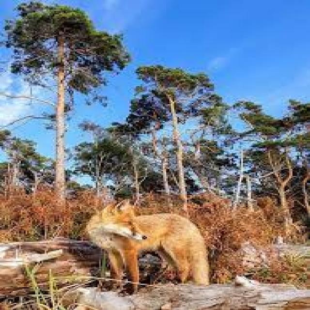 222 Object Detection Dataset by project-fzuzu