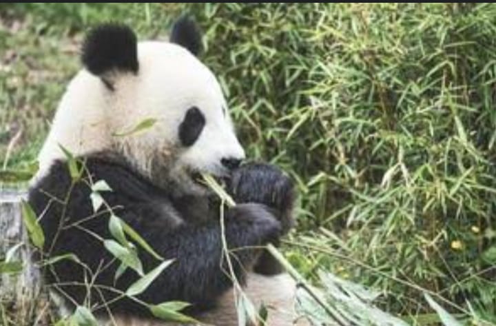 Animal intruder fyp Object Detection Model by Our FYP