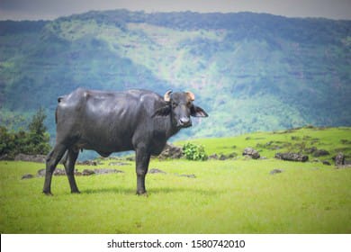Animal intruder detection system Object Detection Model by Our FYP
