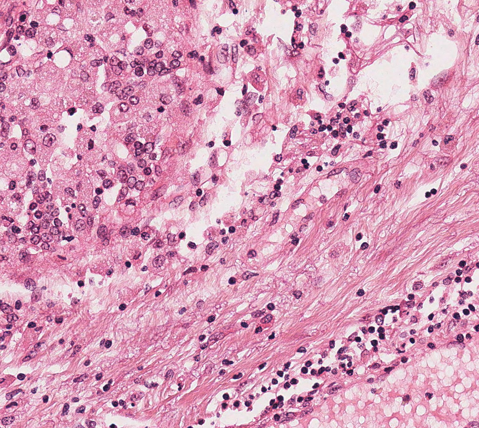 Mitosis14 - Roboflow Universe