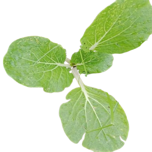 pechay Object Detection Dataset by Merlani PAtola