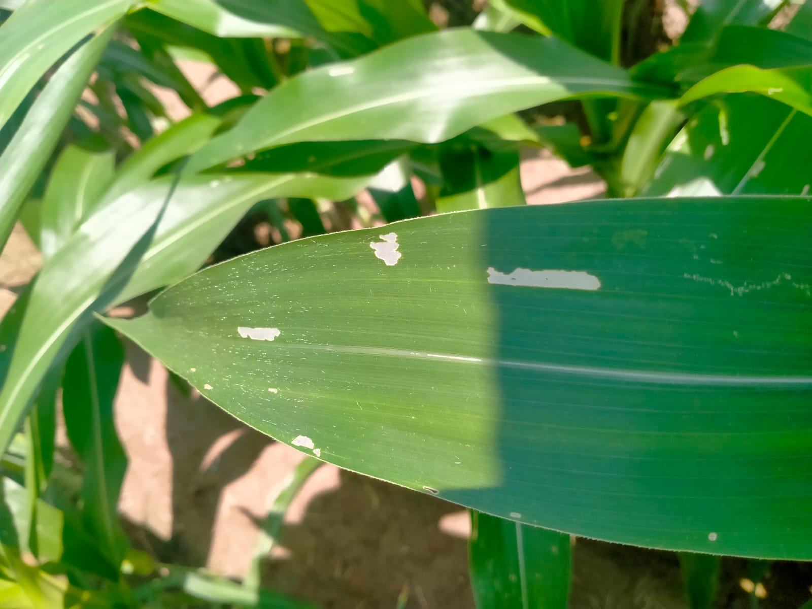 Grey Leaf Spot Object Detection Model by Home