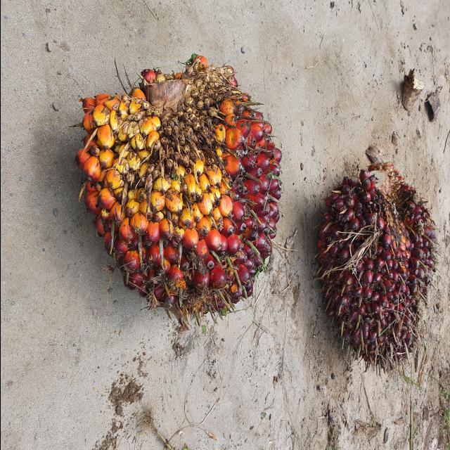 Palm Fruit Ripeness Detection Object Detection Model By Ds