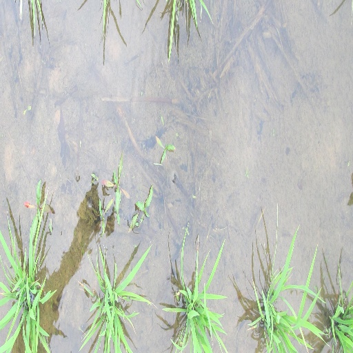 Weed Detection Photoshop Object Detection Dataset By Risky