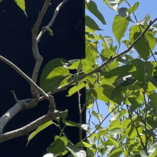 mulb-5-tile Object Detection Model by mulbdetect01