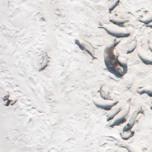 WAID-seals Object Detection Dataset by Aerialdetection