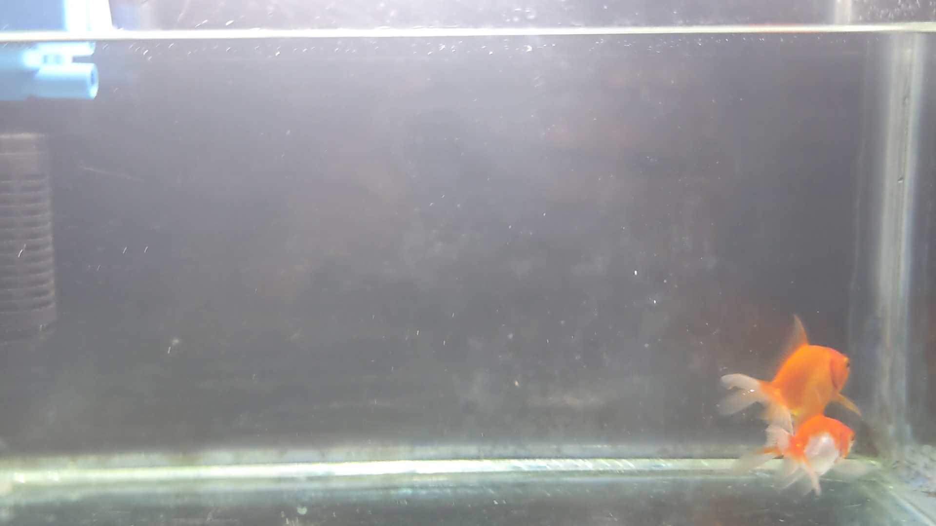 Fish_Project_Final Object Detection Dataset and Pre-Trained Model by ...