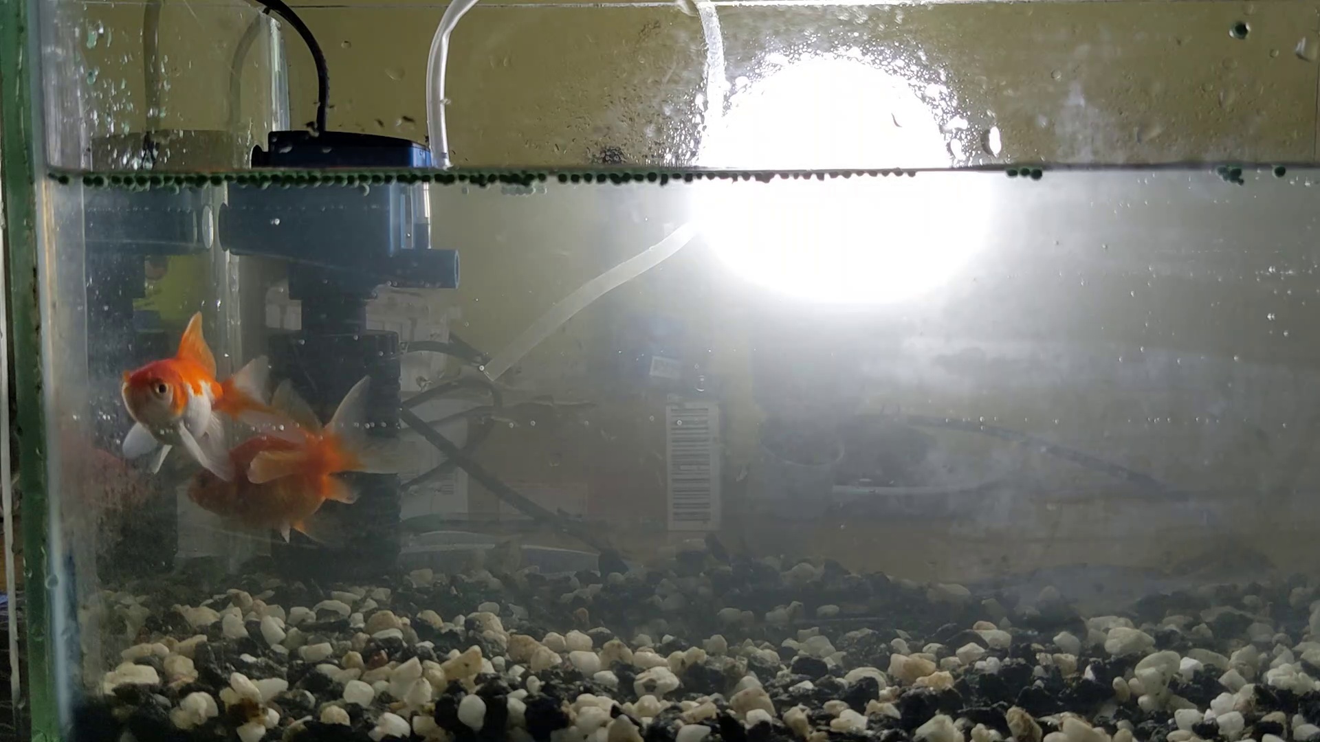 Fish_Detection_Process Object Detection Dataset by Fish health Detection