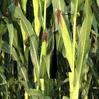 Corn detection (corn-detection-afnqq) - Roboflow Universe