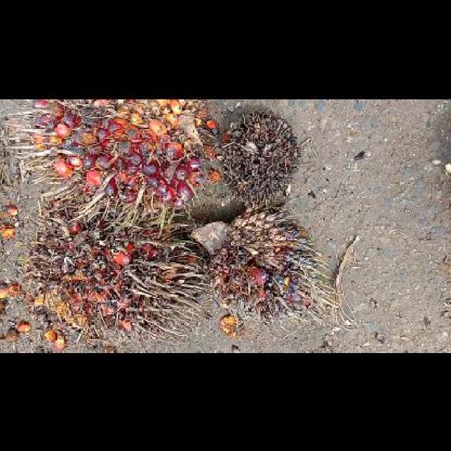 FFB Grading Seg Instance Segmentation Dataset and Pre-Trained Model by Daren