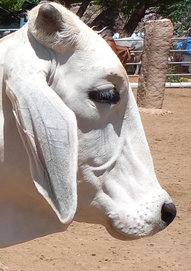 Cow Classification Face Object Detection Dataset And Pre Trained Model By Cow Dataset 0386