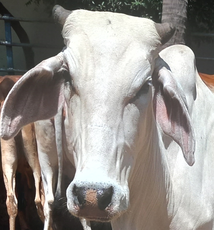 How To Use The Cow Classification Object Detection Api