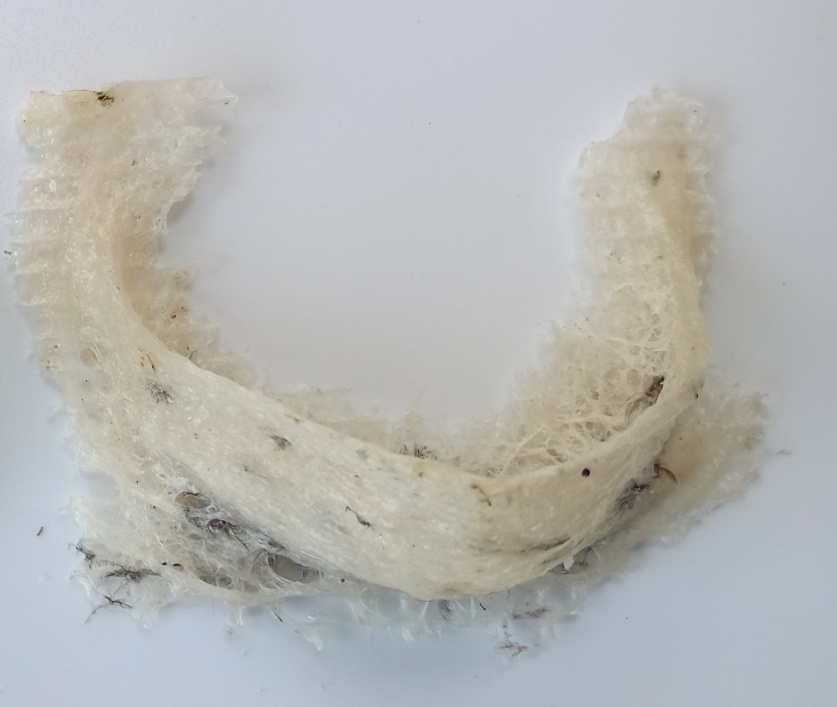 CNN Bird Object Detection Dataset by Pae