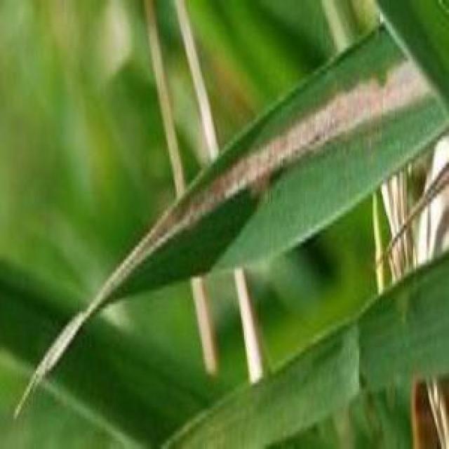 CV Instance Segmentation Model by CV