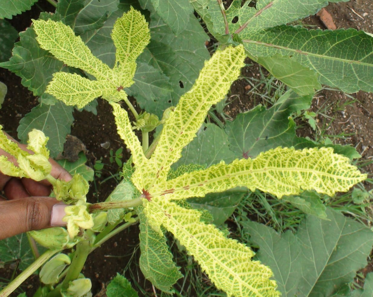 Okra Pest Object Detection Dataset And Pre Trained Model By Image Detection