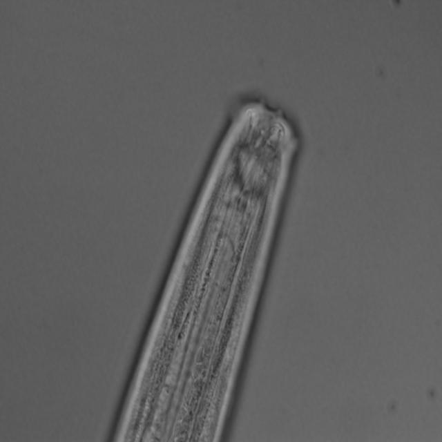 Model Object Detection Dataset and Pre-Trained Model by Parasites