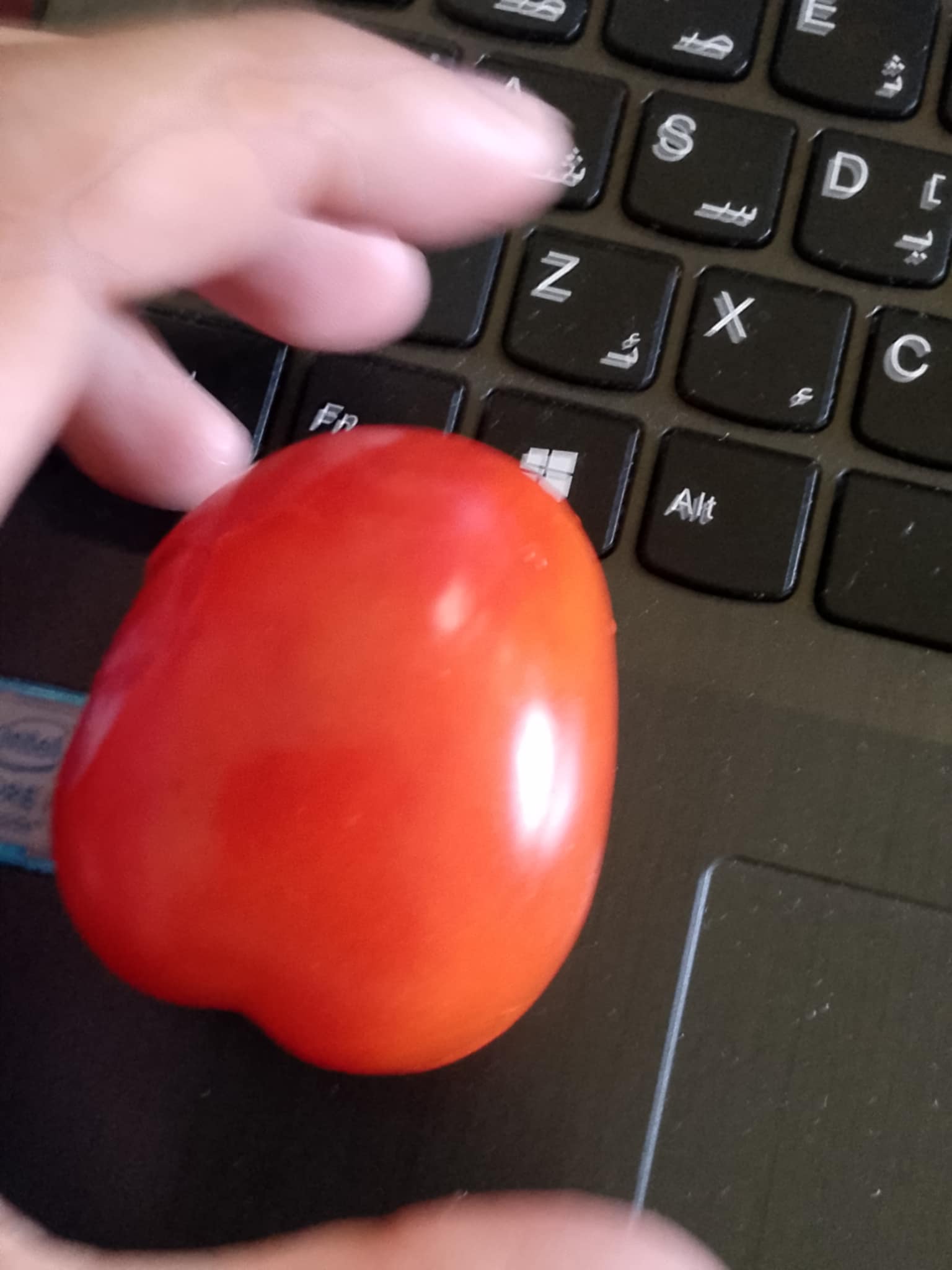 SALVADOR, Rennier! Object Detection Dataset and Pre-Trained Model by ...