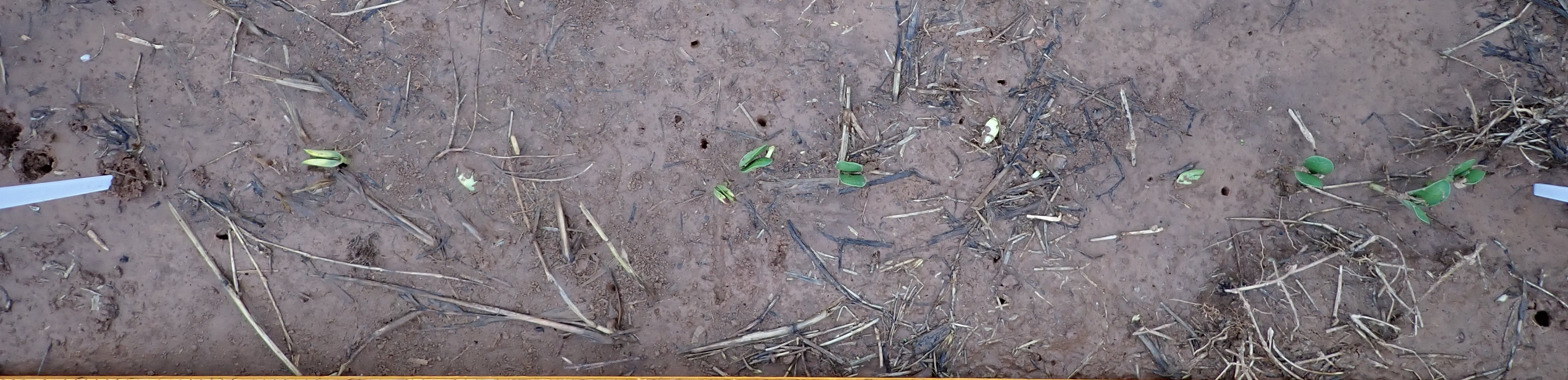 soy_detection Object Detection Dataset by YaohuiLiu