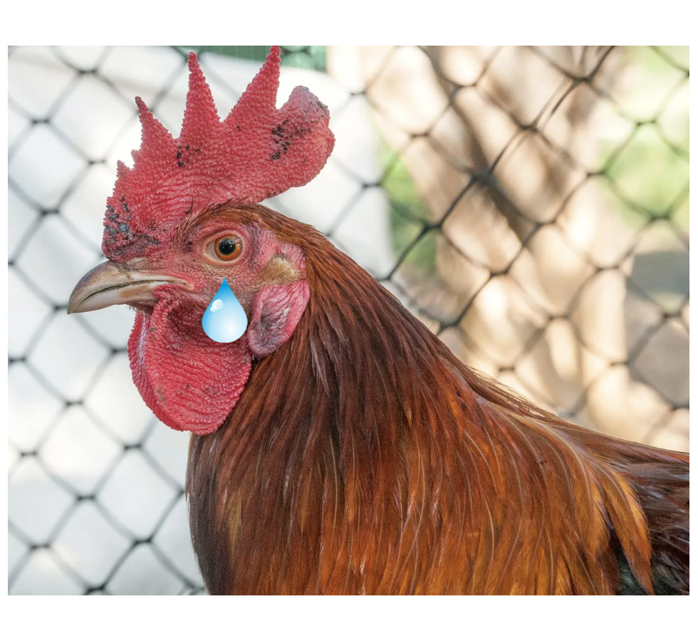 How to Use the chicken classification Object Detection API