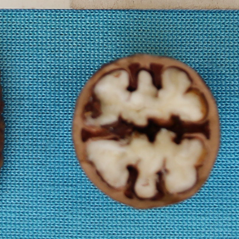 Semantic Segmentation Test 1 Computer Vision Dataset By Breedinginsight