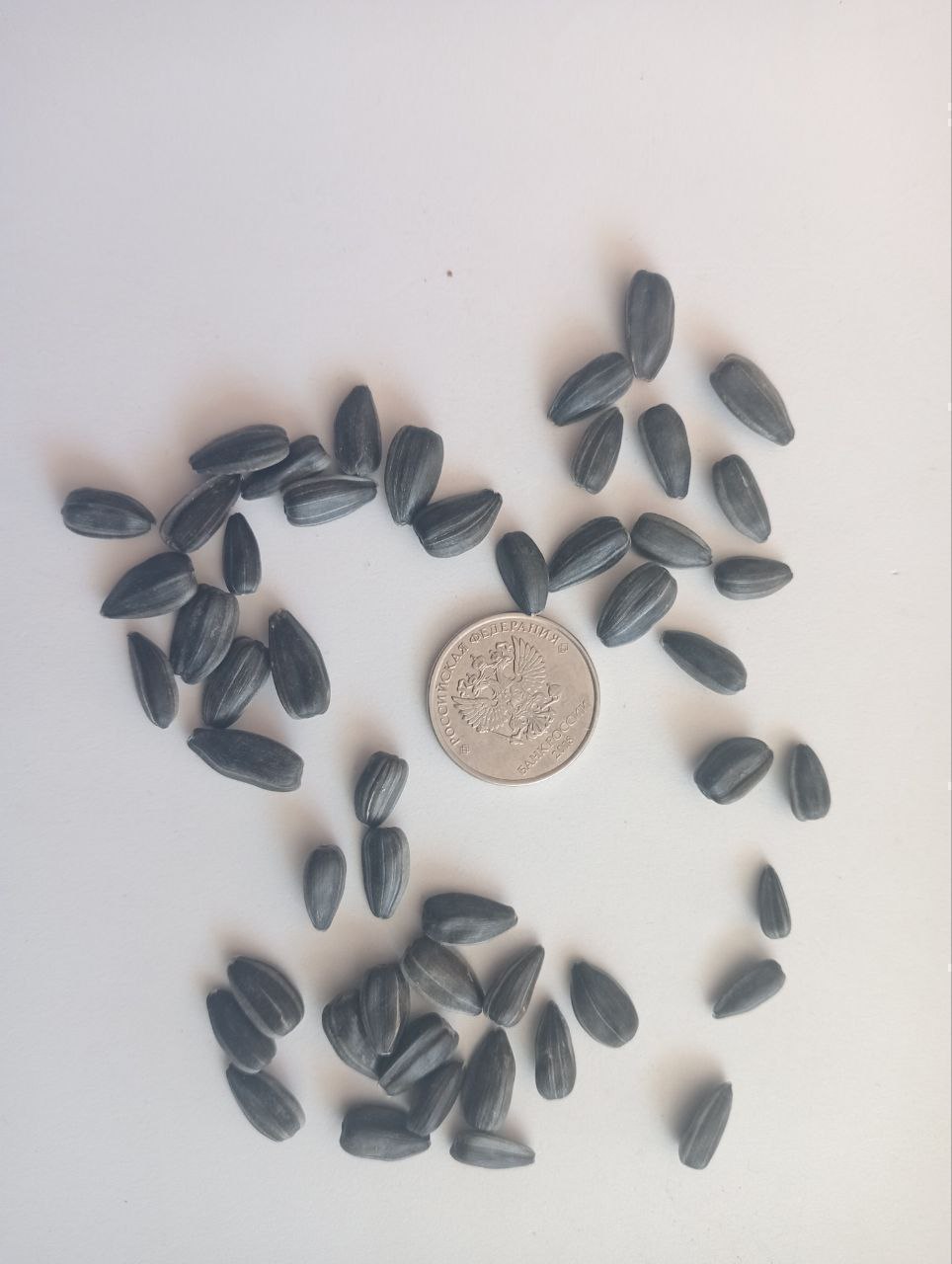 seeds Instance Segmentation Dataset by Semolik