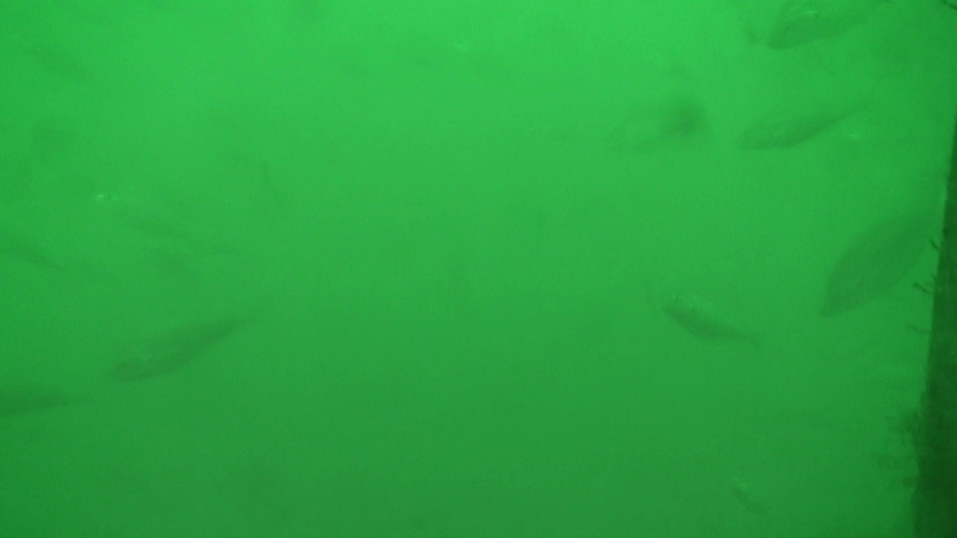 Marine types T3_revised Object Detection Dataset by Damian Smyth