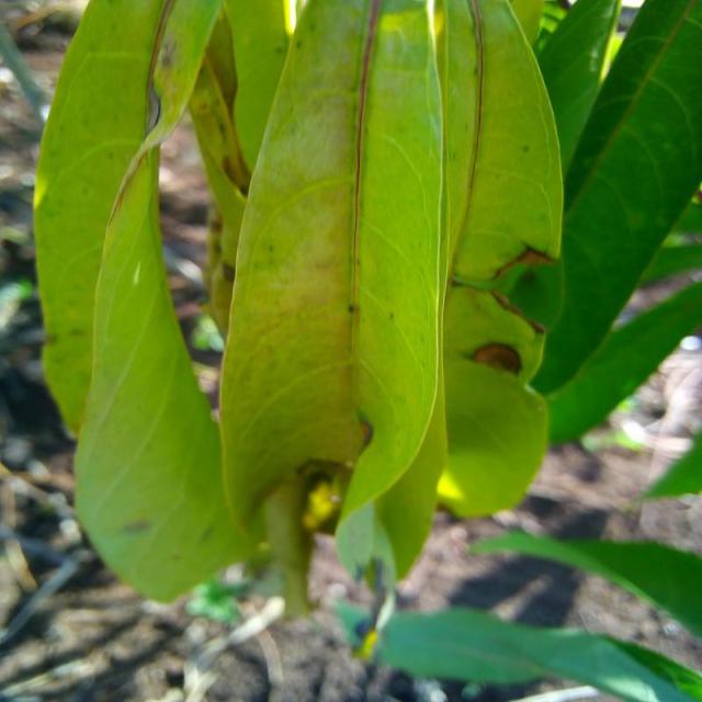 Cassavagather Object Detection Dataset And Pre Trained Model By Eiei