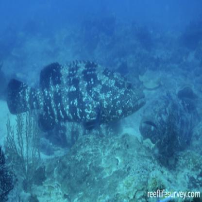 fish detect Object Detection Model by Hayat Technology