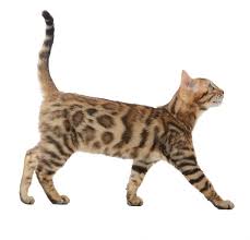Animal Pose Keypoint Detection Model by JeMa
