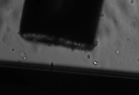 DEP Cell identification - Roboflow Universe