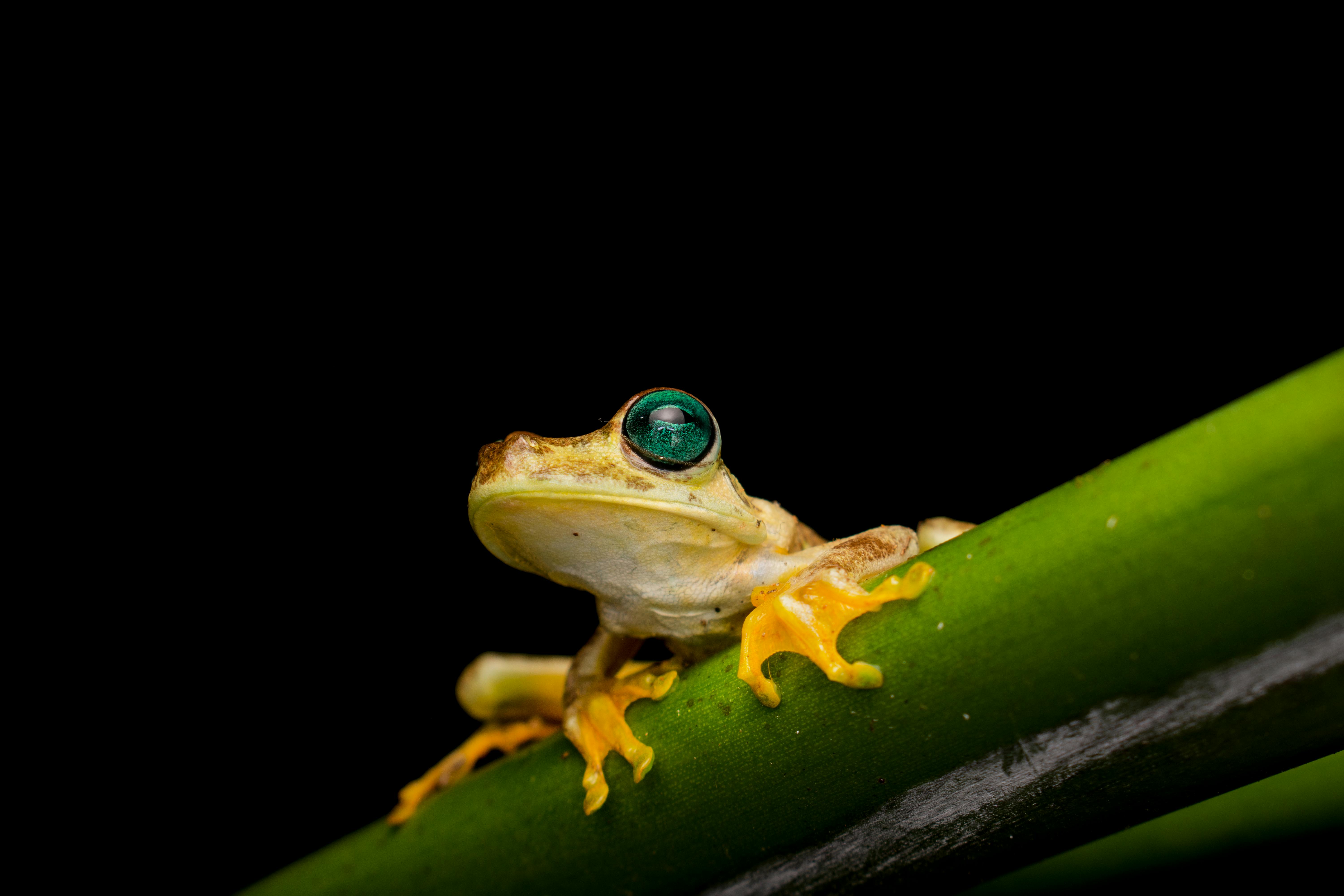 frog_jump Object Detection Dataset by frog