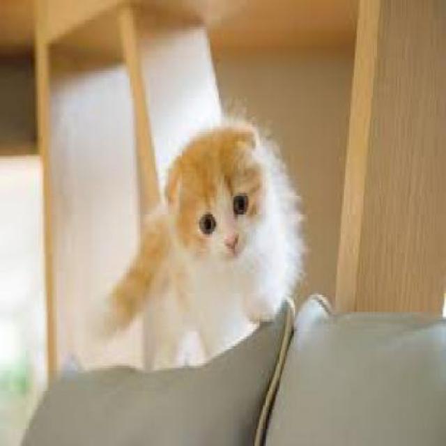 Cats Detection Object Detection Dataset By New Workspace Ik8fc
