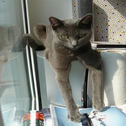 Cats and Dogs Object Detection Dataset by QUYEN DO