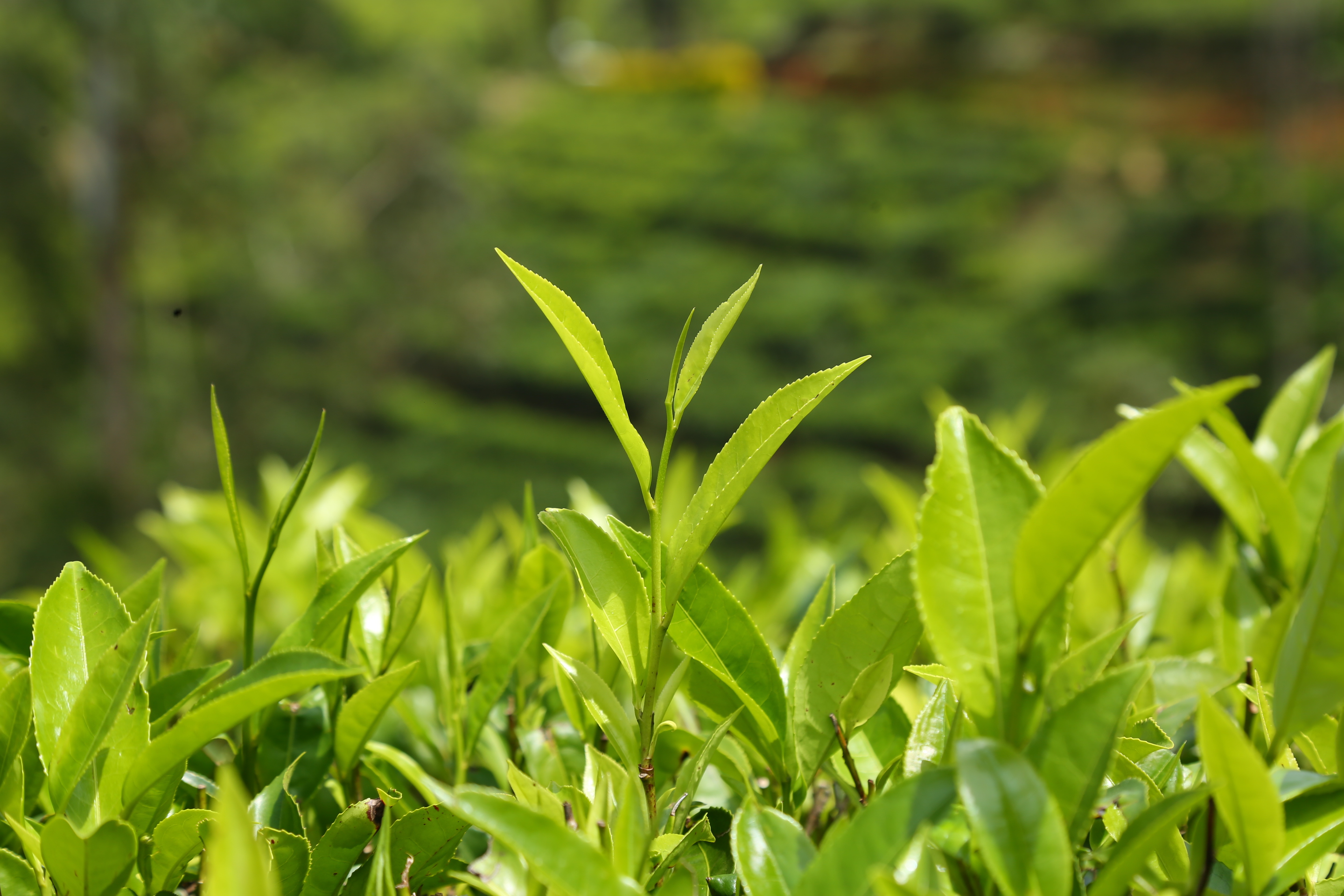 tea Instance Segmentation Model by manoj