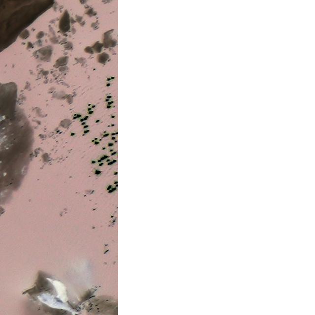 Seal Detection With Inverse Object Detection Dataset By Waffles