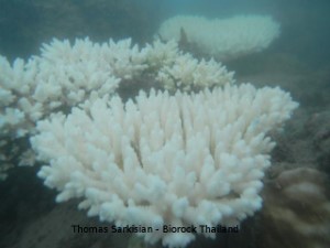 coral reef Object Detection Dataset by ezil