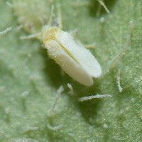 specific_insects Object Detection Dataset by makoro