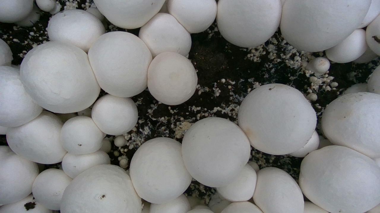 How To Use The Mushroom Object Detection Object Detection Api