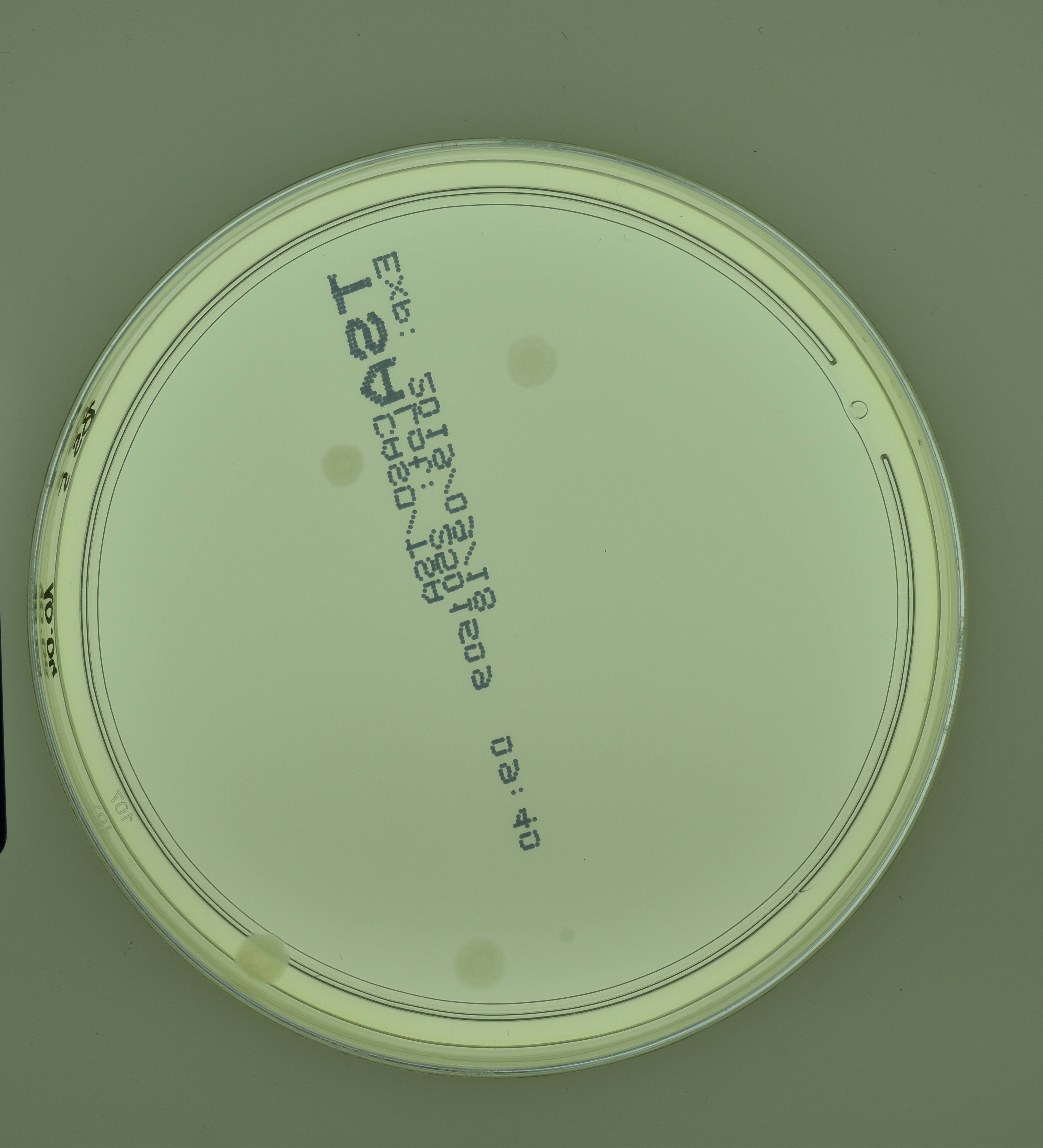 agar2 - Roboflow Universe