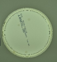 agar2 - Roboflow Universe