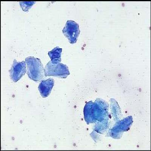 Dog_Cell Object Detection Model by School