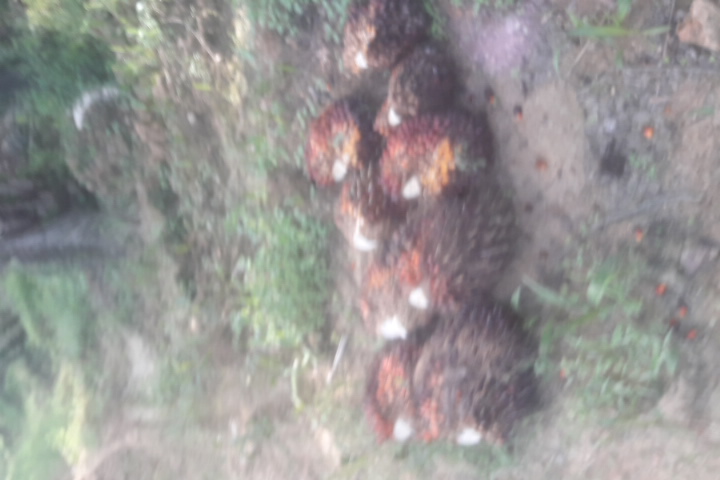 Palm Oil Fruits Counter Object Detection Dataset and Pre-Trained Model by Palm Oil Fruits ...