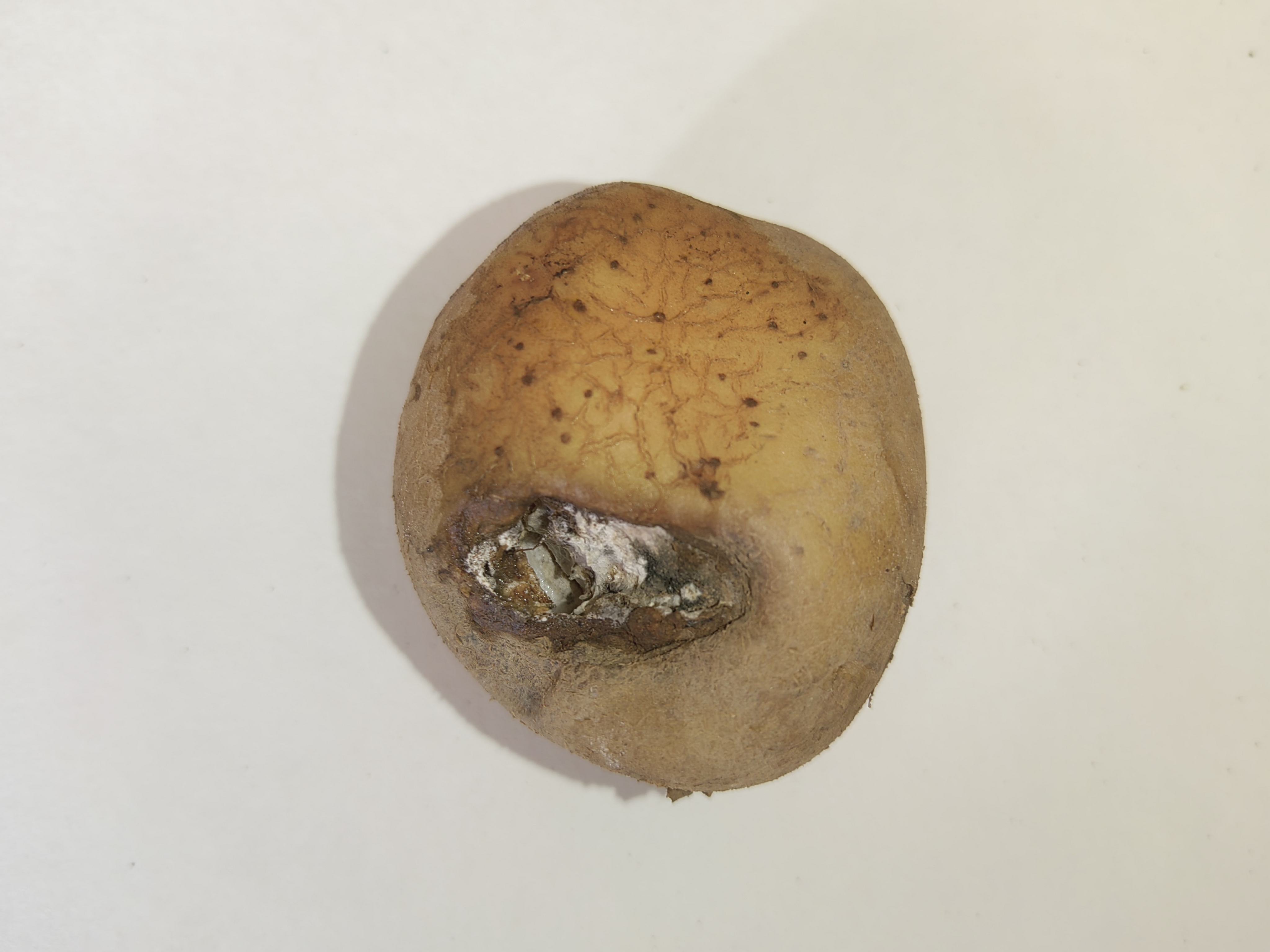 Rotten Potatoes v2 Instance Segmentation Model by Sortron