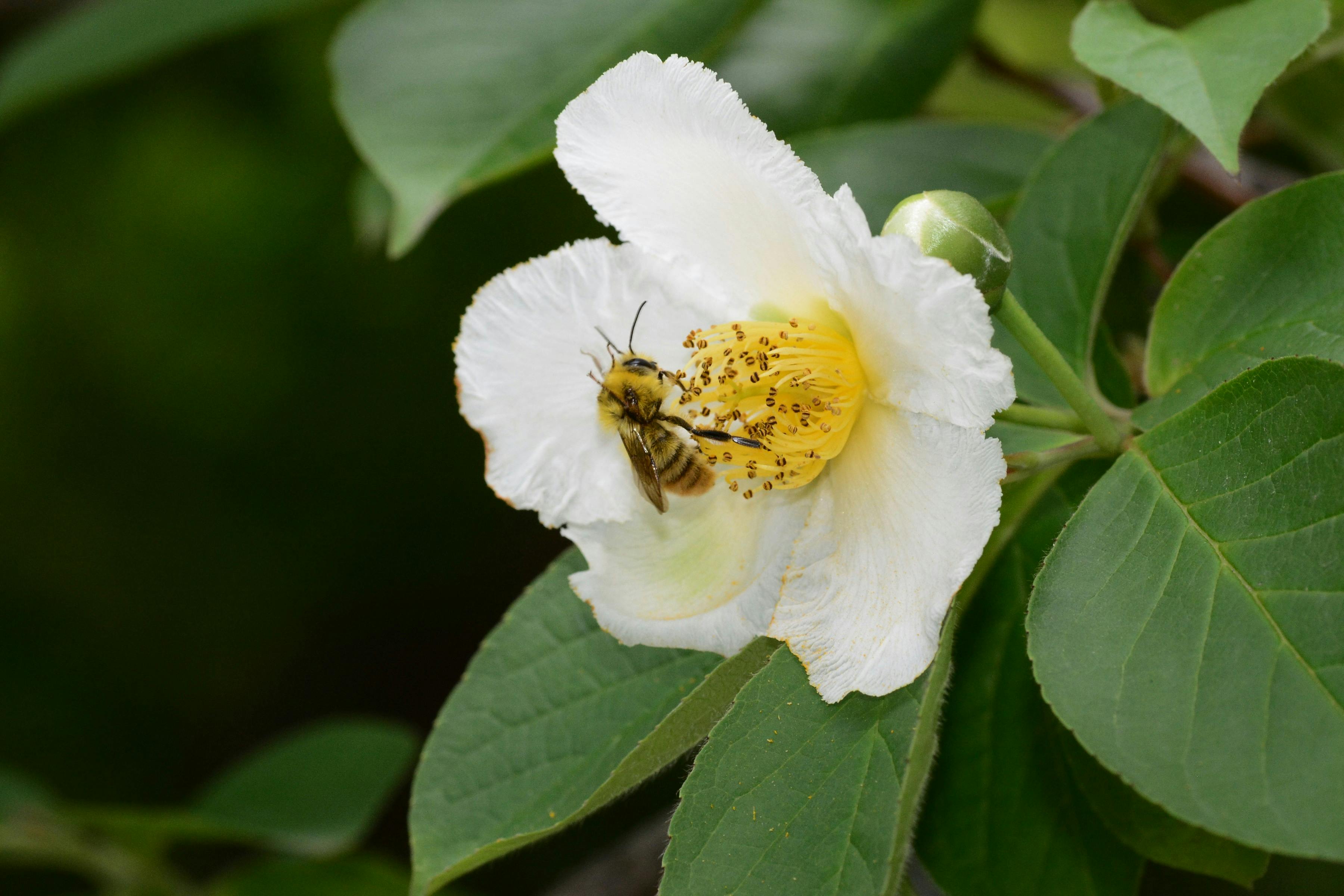 Bees Detection Classification Object Detection Dataset And Pre Trained Model By Preply