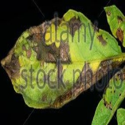 Leaf Disease Segmentation Semantic Segmentation Dataset by ABs disk