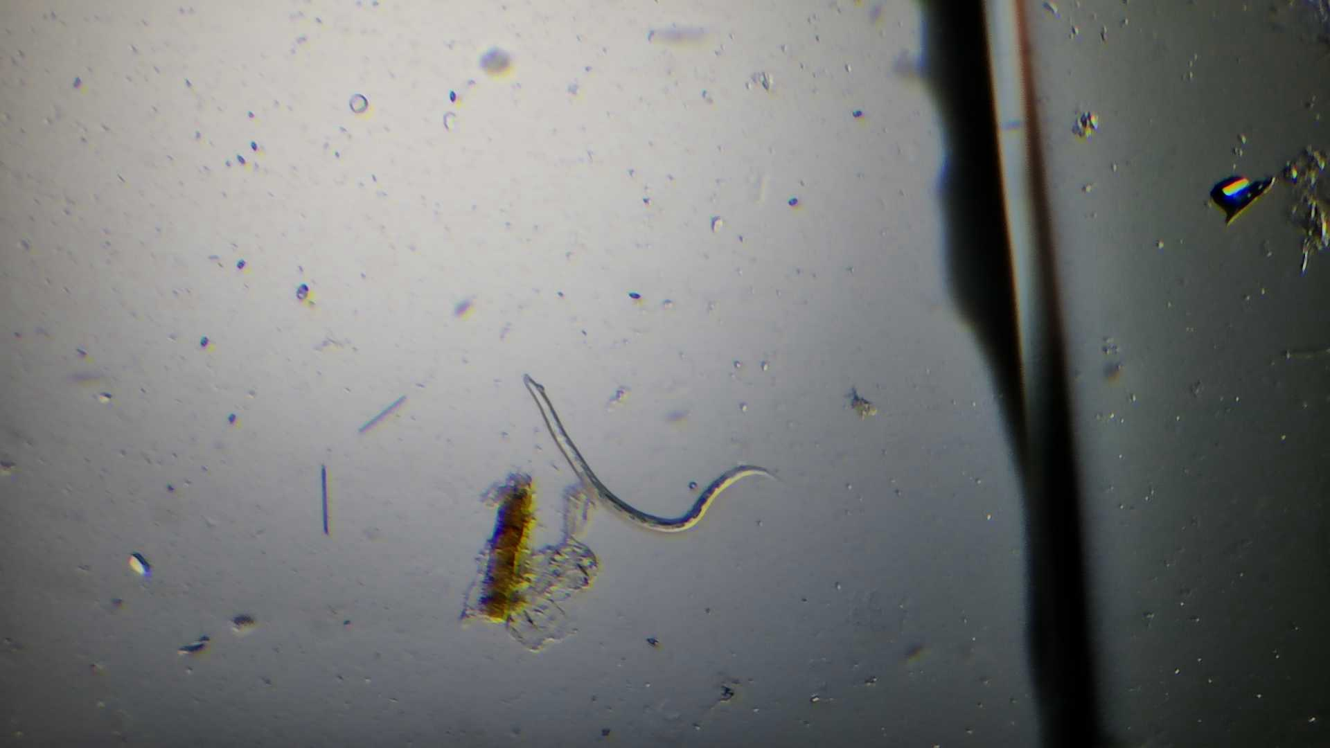 Object Detection Object Detection Dataset And Pre Trained Model By Plant Stress