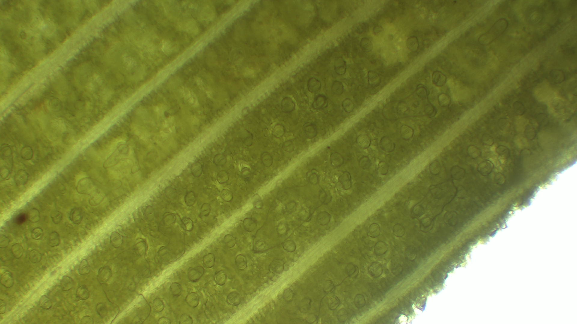 Stomata Object Detection Dataset And Pre Trained Model By Plant Stress
