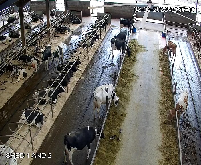 Yolo_Cow Object Detection Dataset and Pre-Trained Model by Misbah Ahmad